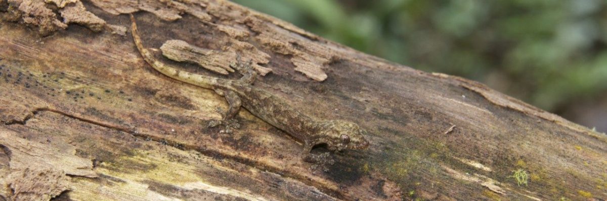 Four new species of geckos from Myanmar. | Perry L. Wood Jr.