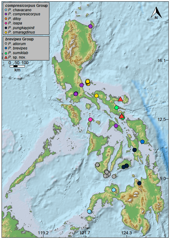 Unexpected Discovery of Another New Species of Philippine False Gecko ...